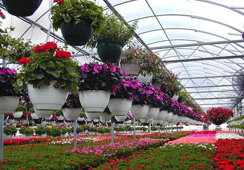 Curso Online Como Montar Uma Floricultura Cursos Online Uov Com