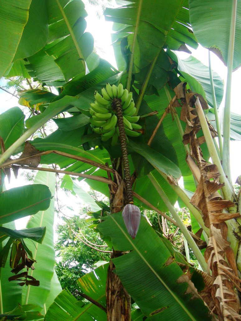 Banana e seu cultivo | Portal Agropecuário