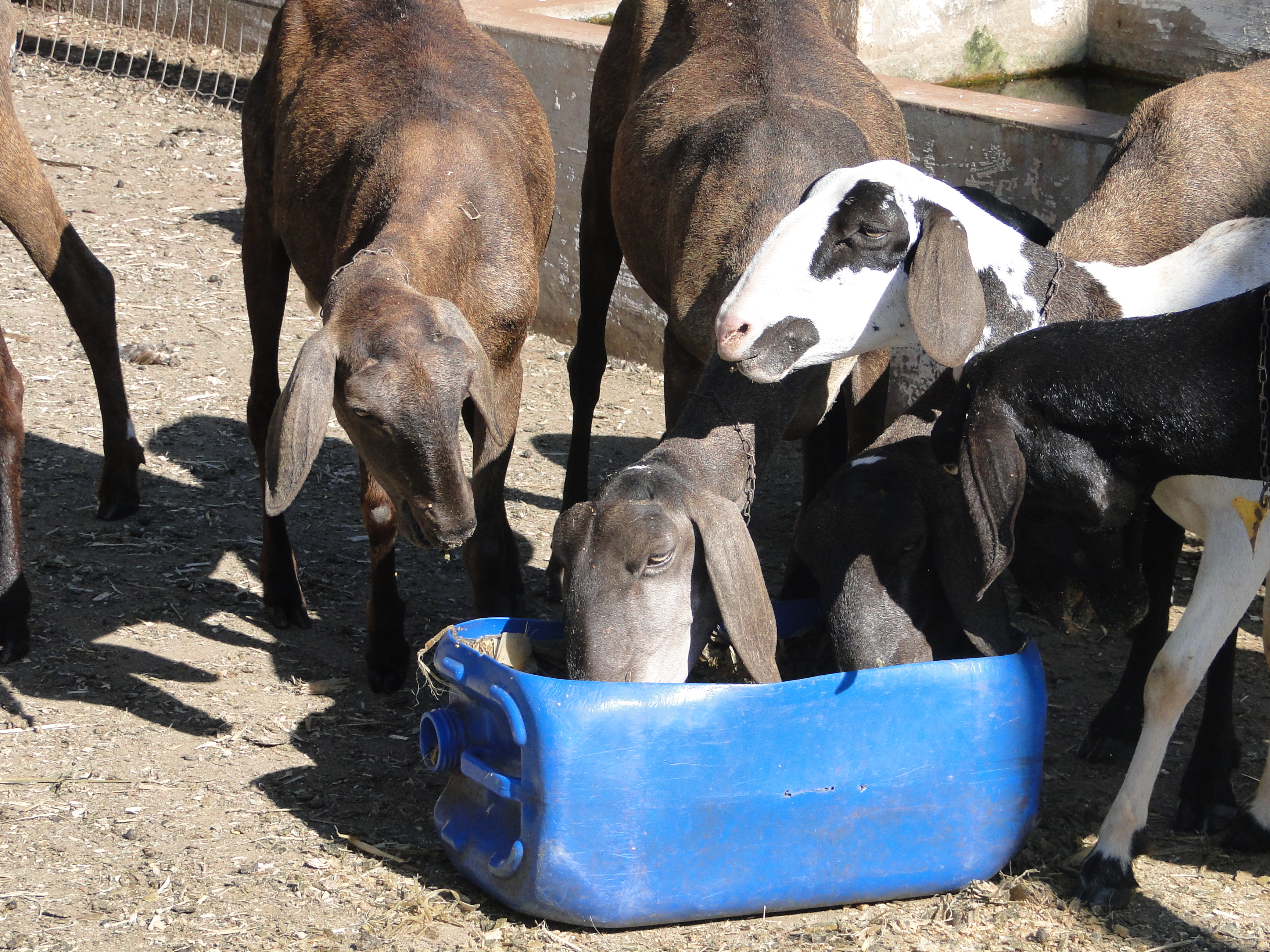 Conheça os hábitos alimentares dos ovinos | Portal Agropecuário