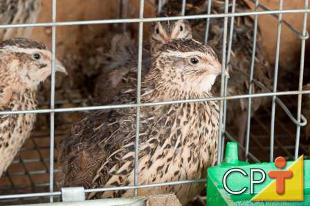 Codornas domésticas e suas principais características | Portal Agropecuário