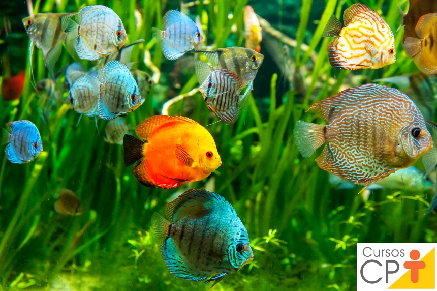 Criacao De Peixes Discus Prato De Papel Os Peixes Do Aquário Do Disco