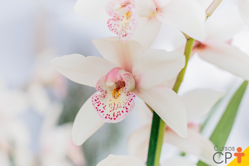 Espécies de orquídea: Acacallis cyanea Lindl | Cursos a Distância CPT