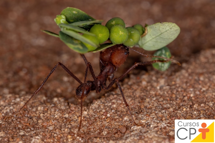 Maior Fazenda De Formigas Fazenda De Formigas Acrilico – Casa Das