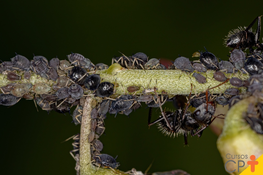 Controle De Larvas De Insetos De Junho