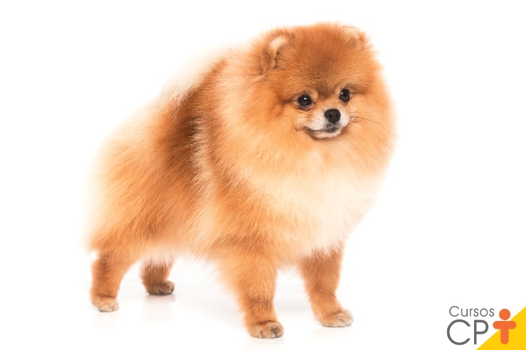 Spitz Alemao Marrom