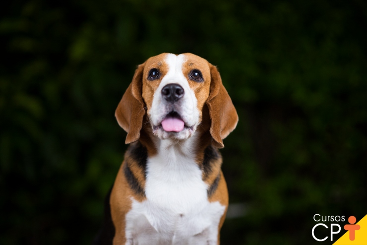 Raças de cachorro: Beagle | Artigos | Cursos a Distância CPT