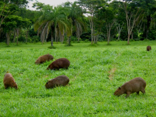 Capivara - sistemas de criação e manejo para a produção de carne ...