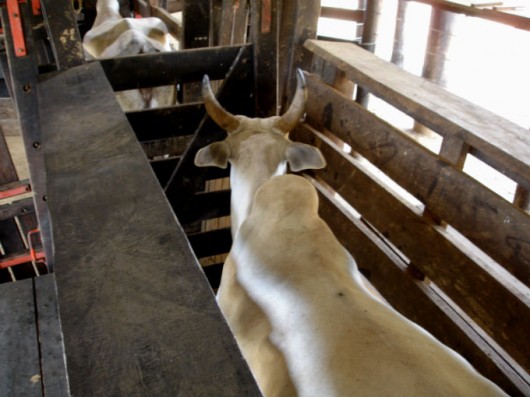 Inseminação artificial em bovinos: manejo, sanidade, nutrição e ...