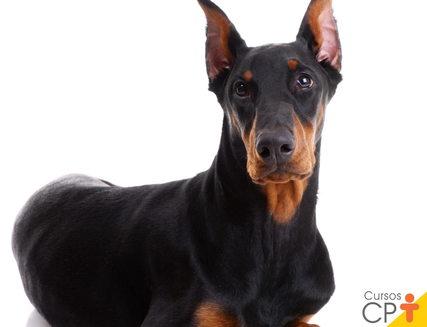Raças de cachorro: Doberman | Cursos a Distância CPT