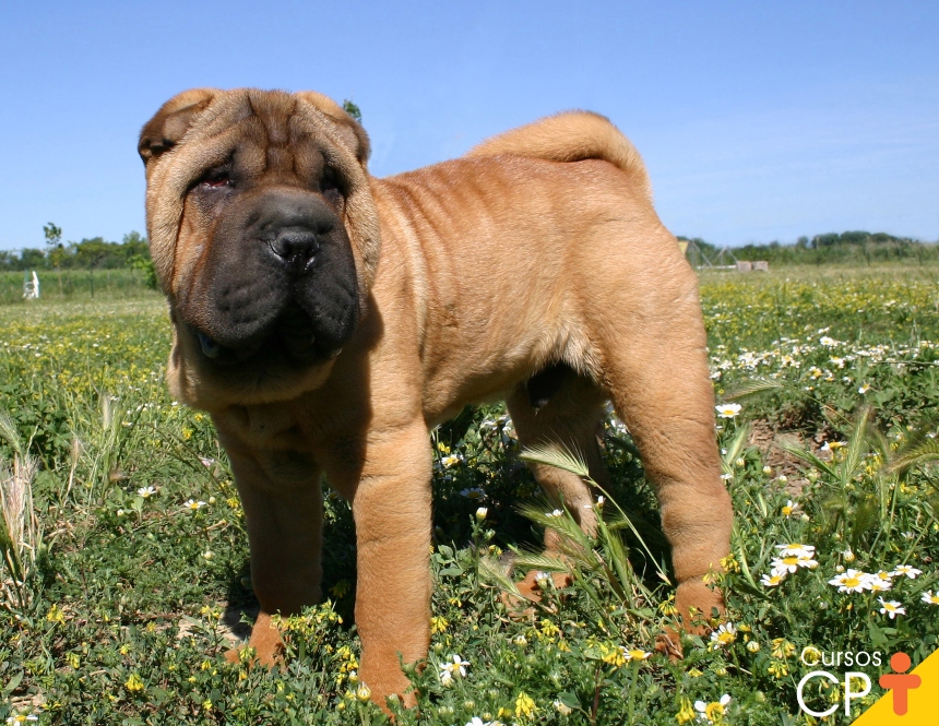 Cachorro De Sharpei