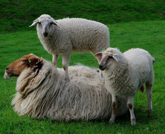 Cordeiros - o desmame tem grande importância para um sistema de criação ...