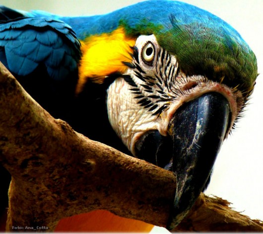 Biomas do Brasil: Amazônia | Cursos a Distância CPT