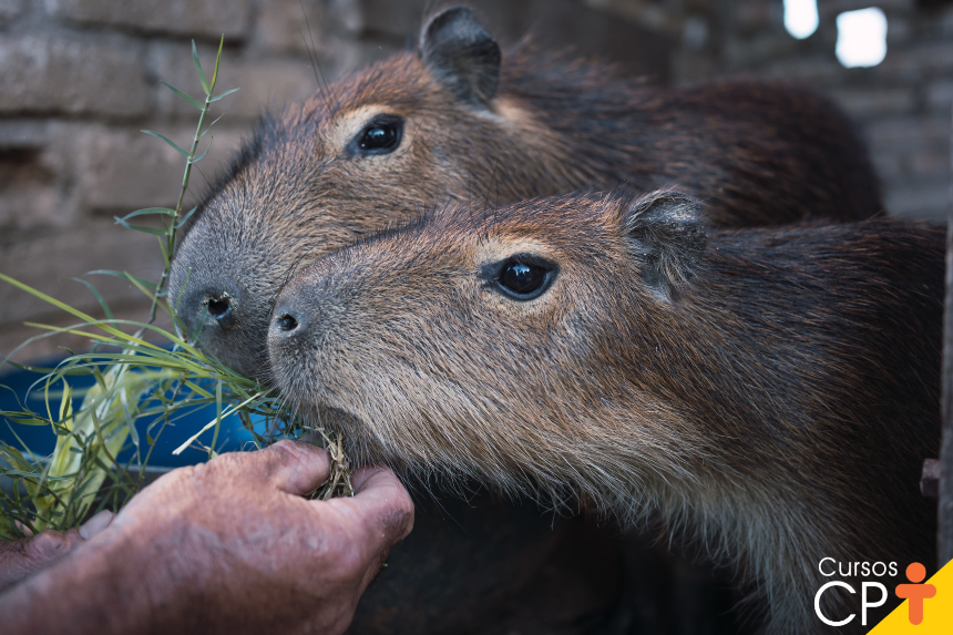 Capivara Falando Nomes Como Fazer