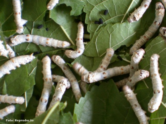 Bicho-da-seda - alimentação, controle da temperatura e umidade e ...