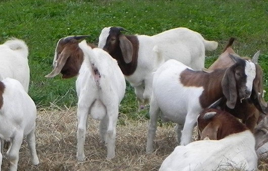 Caprinos da raça Boer são os mais procurados pelos criadores ...