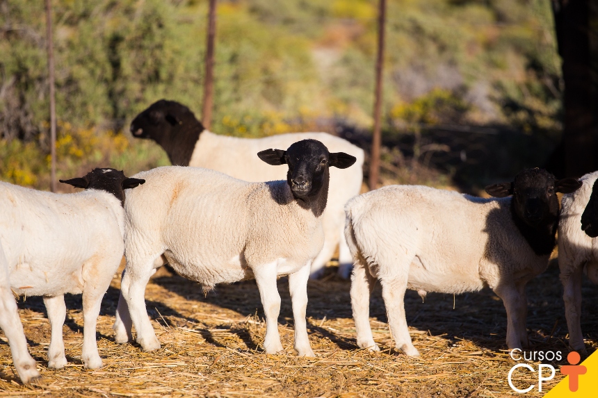 Caprinos Boer: os mais procurados pelos criadores brasileiros | Cursos ...