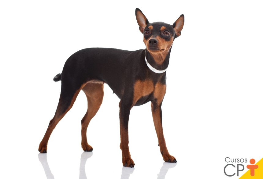 Cachorro Pinscher Para