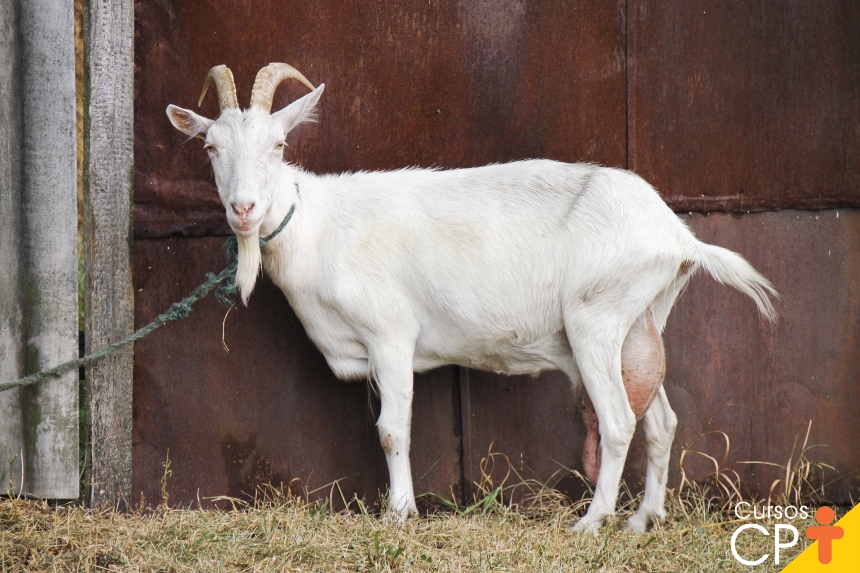 Bodes e cabras para a reprodução: como escolher? | Cursos a Distância CPT