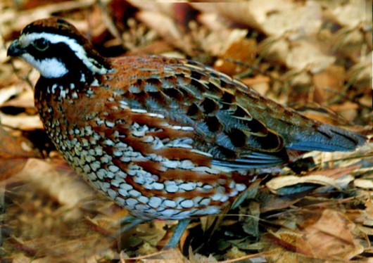 Espécies de codornas: europeia, americana, japonesa, chinesa e africana ...