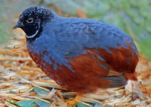 Espécies de codornas: europeia, americana, japonesa, chinesa e africana ...