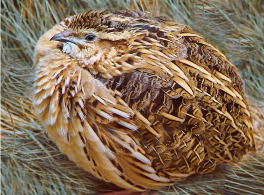 Espécies de codornas: europeia, americana, japonesa, chinesa e africana ...