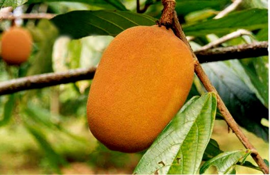 Cupulate - o chocolate de cupuaçu | Artigos | Cursos a Distância CPT