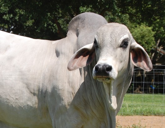 Zebuínos no Brasil - raça Brahman | Cursos a Distância CPT