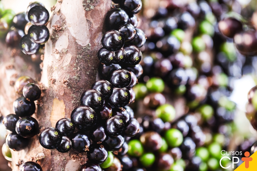 Jabuticaba: 6 dicas para o sucesso da produção | Cursos a Distância CPT