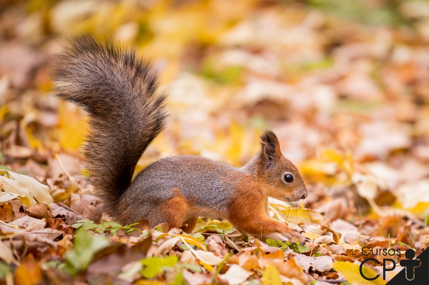 Zoocoria - você sabe o que é? | Dicas Cursos CPT | Cursos a Distância CPT