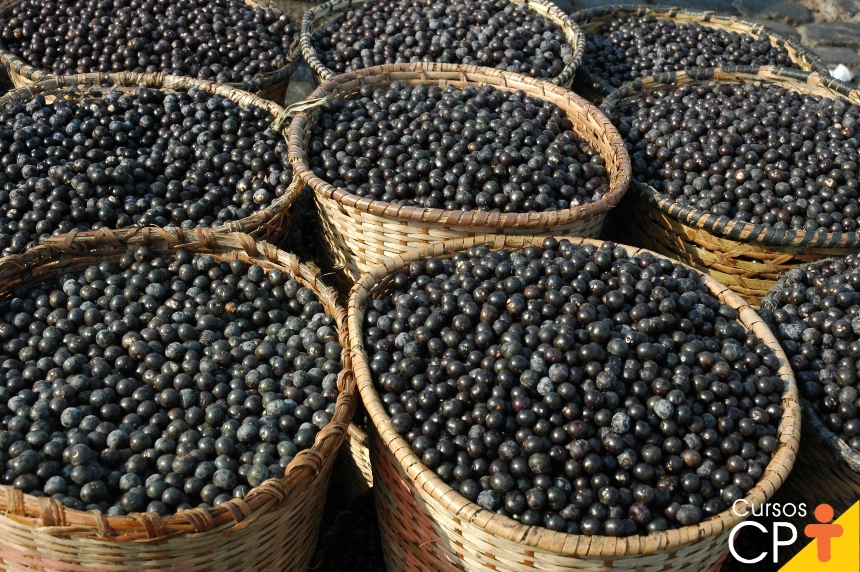 Como plantar açaí? | Cursos a Distância CPT