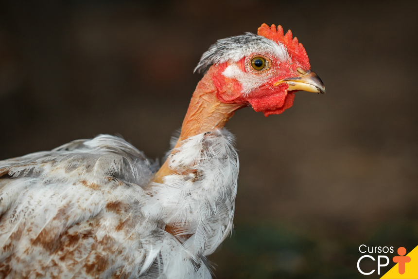 Frango caipira do pescoço pelado? Conheça o Label Rouge | Dicas Cursos ...