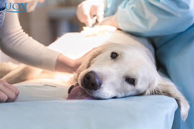 Preparo do campo operatório veterinário: a assepsia cirúrgica