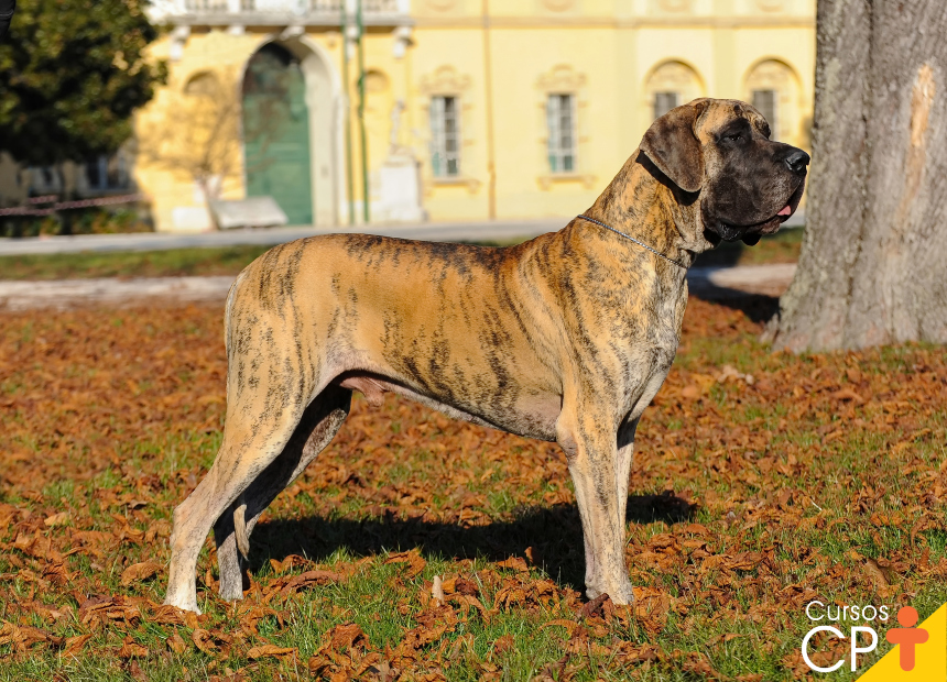Dicas para criar cão Fila Brasileiro | Cursos a Distância CPT