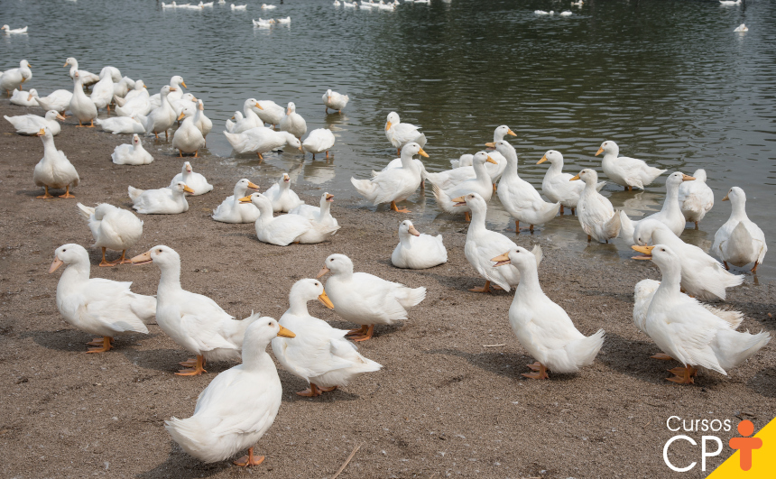 Racas De Patos De Fazenda Aves Da Raça Nagasaki Disponíveis Em Patos