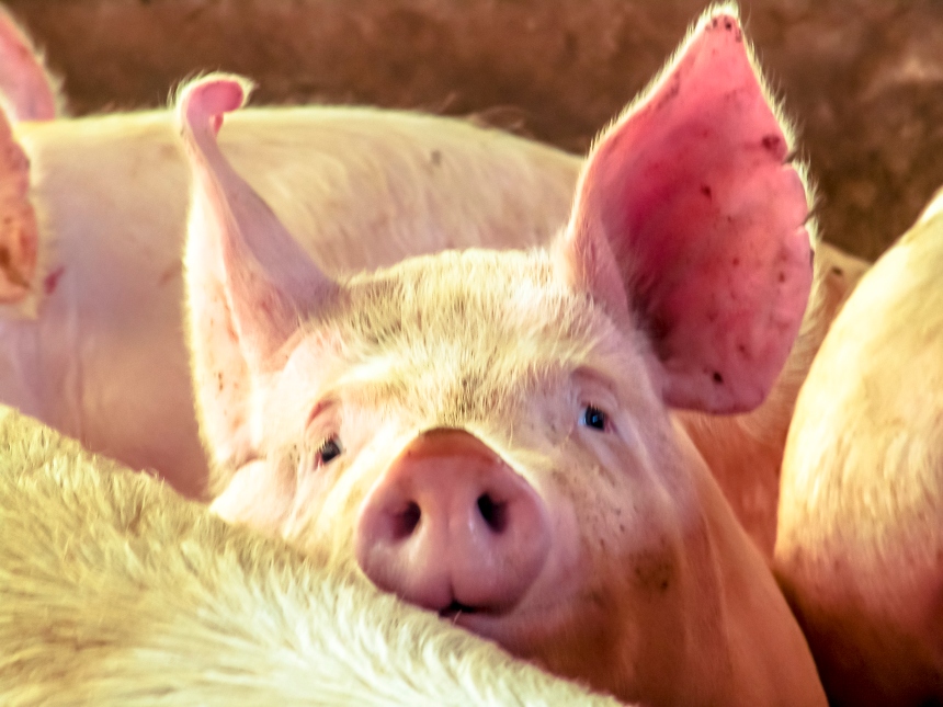 Dicas para construção de pocilga (chiqueiro) | Portal Agropecuário