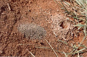 Preserve sua plantação, controle as formigas cortadeiras | Cursos a ...