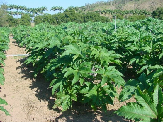 Mamona tem óleo poderoso | Cursos a Distância CPT