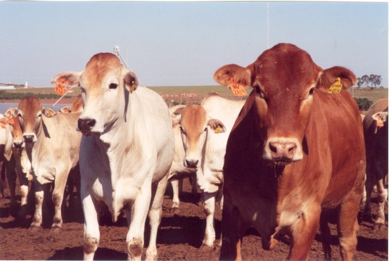 Novilho superprecoce permite giro de capital mais rápido | Cursos a ...