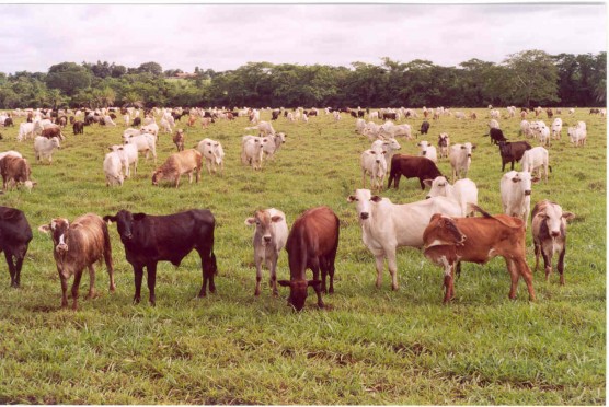 Novilho precoce traz vantagens para o produtor e para a cadeia ...