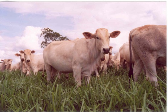Novilho precoce traz vantagens para o produtor e para a cadeia ...