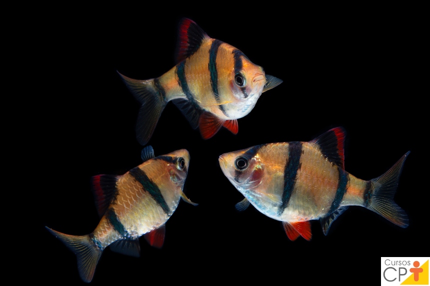 Aquariofilia: principais espécies e características de peixes ...