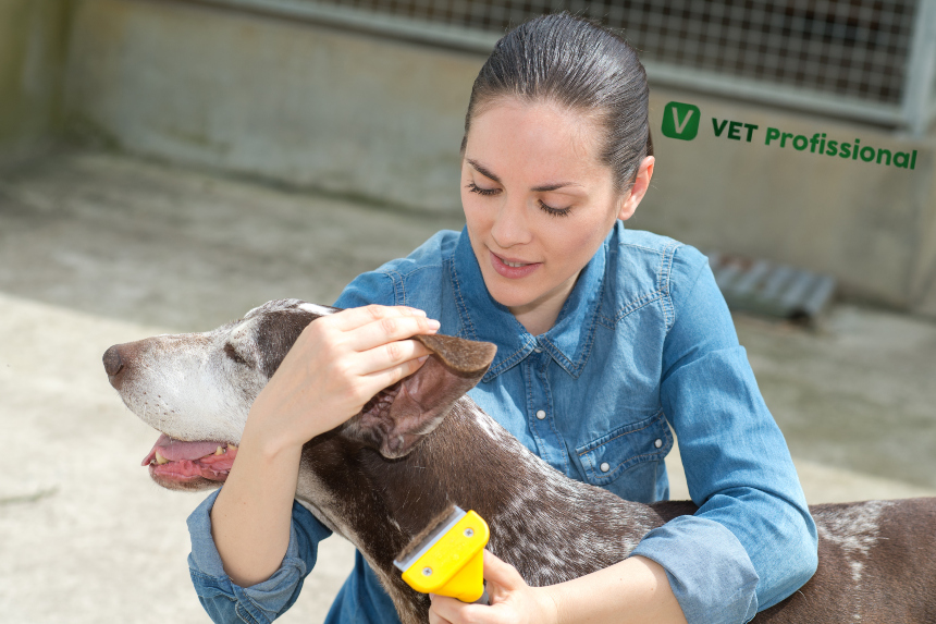 Dermatite canina: saiba tudo sobre essa doença | VET Profissional