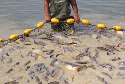 Como criar surubim? | Criação de Peixes