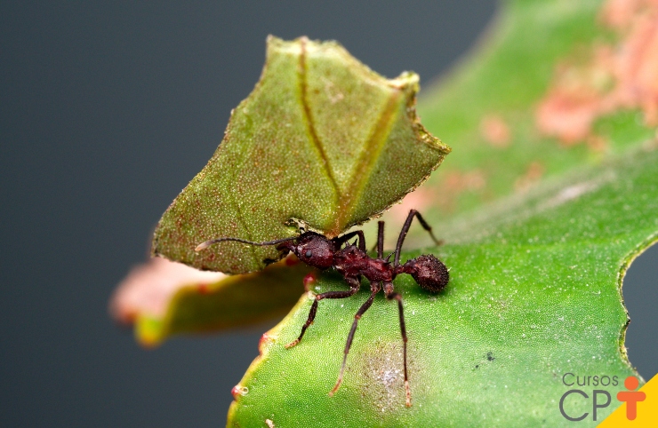 Formigas Amarelas