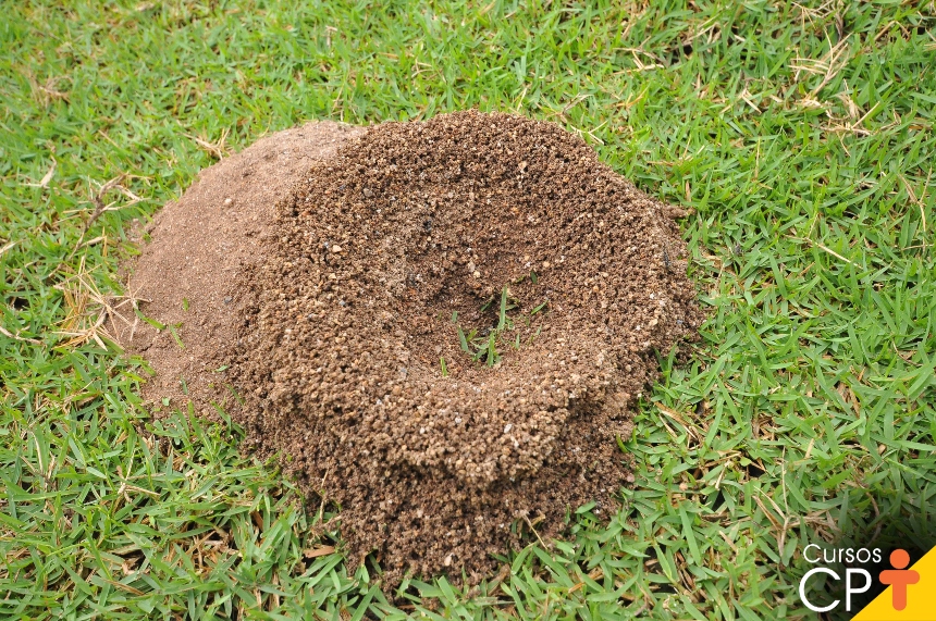 Qual tipo de formiga causa mais danos à agropecuária? As Saúvas Atta ...