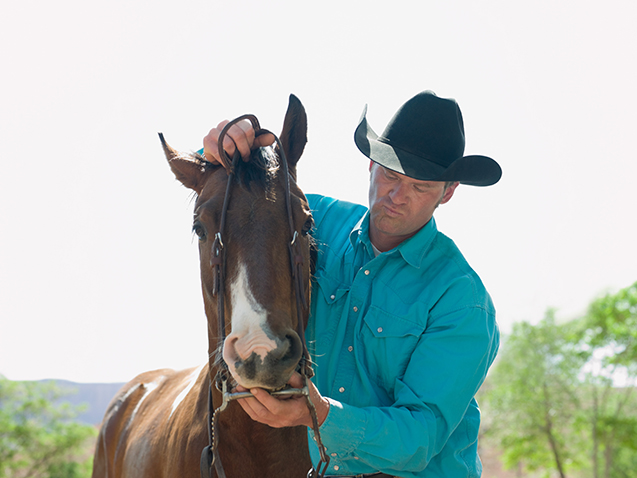 Dicas para domar cavalos | Criação de Cavalos