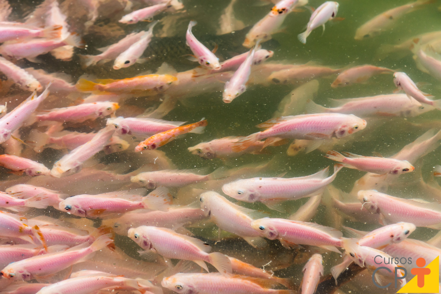 Nova espécie de peixe em alta: o lambari rosa | Criação de Peixes