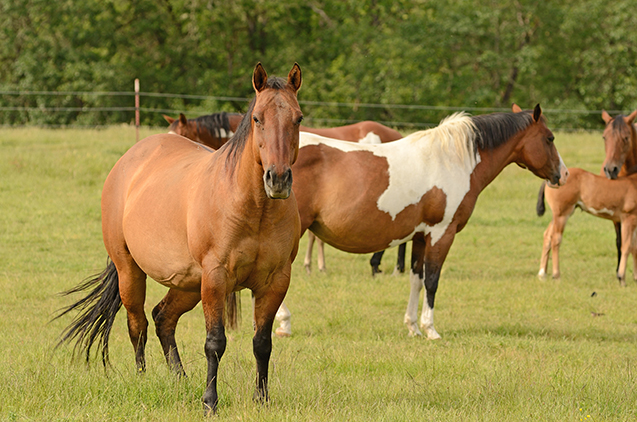 Biotecnologia de Reprodução em Equinos | Criação de Cavalos
