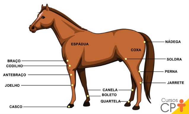 Anatomia Da Escapula Do Cavalo
