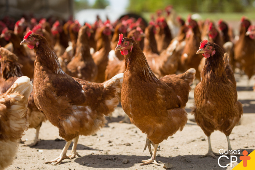 Rhode Island Red. Você conhece essa galinha? | Artigos | Cursos a ...